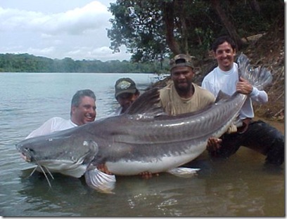 Equipe de Pesca - "Os Pescador": Peixe gigante de 180 KG capturado em ...